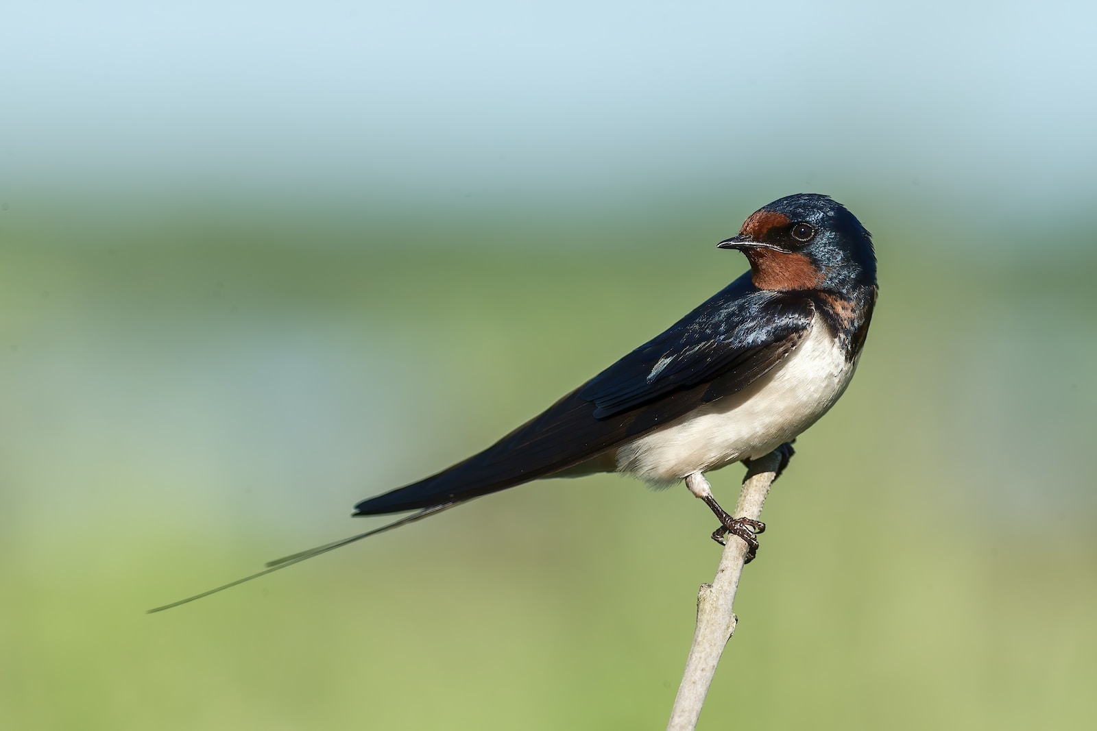 Top 10 des oiseaux que l'on peut observer dans nos jardins