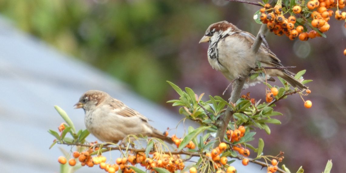 Top 10 des oiseaux que l'on peut observer dans nos jardins